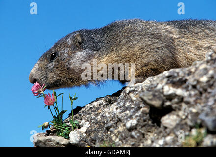 ALPINE MARMOT marmota marmota, ADULT SMELLING FLOWER Stock Photo - Alamy