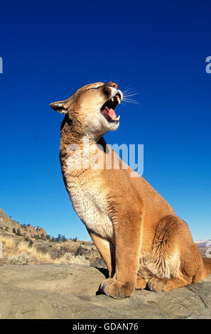 mountain lion cougar hissing snarling Stock Photo - Alamy
