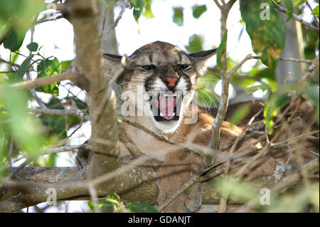 mountain lion cougar hissing snarling Stock Photo - Alamy