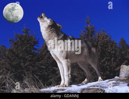 Canis Lupus, European wolf, howling Stock Photo - Alamy