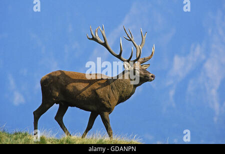 The red deer (Cervus elaphus) is one of the largest deer species. A ...