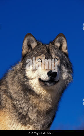 Grey Wolf (Canis lupus) in the nature Stock Photo - Alamy