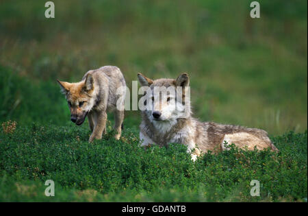 Female Wolf Laying in the Grass Stock Photo - Alamy
