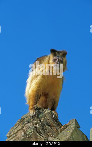 Brown Capuchin (Cebus apella) looking for insects, Cerrado Ecosystem ...