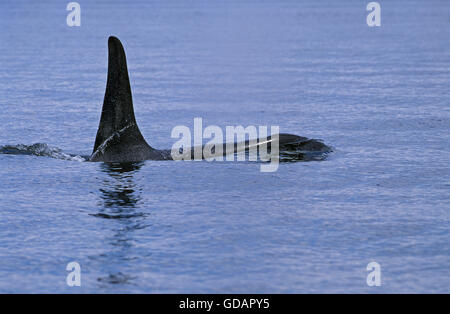 Killer Whale, orcinus orca, Dorsal Fin of Adult, Canada Stock Photo - Alamy
