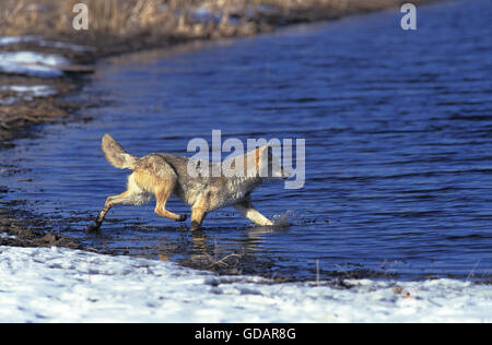 Coyote, canis latrans, Adult entering Water, Montana Stock Photo - Alamy