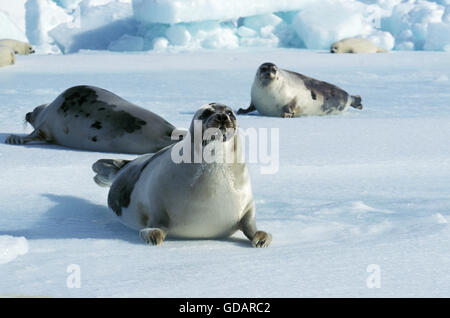 HARP SEAL pagophilus groenlandicus, GROUP ON ICE FIELD, MAGDALENA ISLAND IN CANADA Stock Photo ...