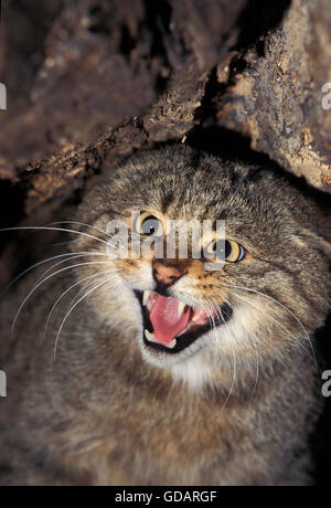 European Wildcat, Felis silvestris, hissing Stock Photo - Alamy