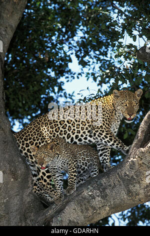A leopard, Panthera pardus, stands in the fork of a tree at sunset ...