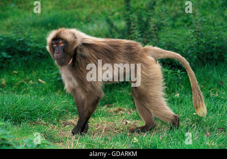 Gelada Baboon, theropithecus gelada, Adult standing on Grass Stock ...