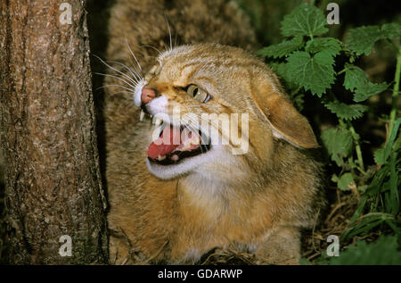 European Wildcat, Felis silvestris, hissing Stock Photo - Alamy