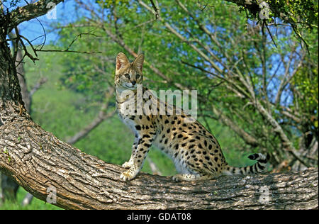 Serval (Leptailurus serval) adult, sitting in savannah, Masai Mara ...