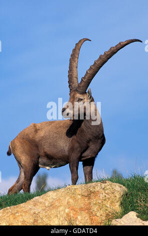 Vertical shot of an alpine ibex in a zoo Stock Photo - Alamy