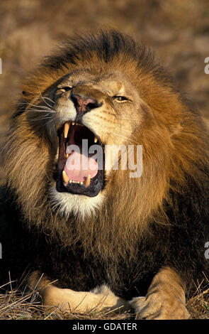 Growling lion: Aggressive adult male Masra lion (Panthera leo) bares ...
