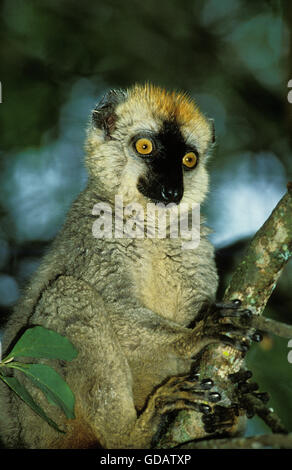 Brown Lemur, eulemur fulvus, Adult Stock Photo - Alamy