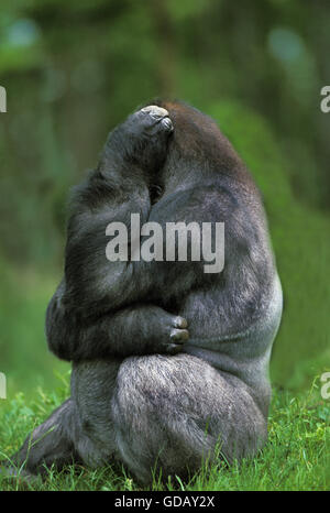 Silverback Gorilla sitting in grass Stock Photo - Alamy