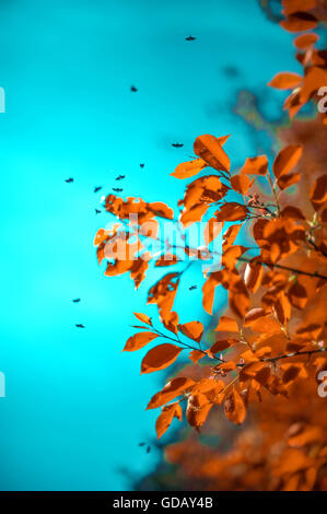 flies on the leaves Stock Photo - Alamy