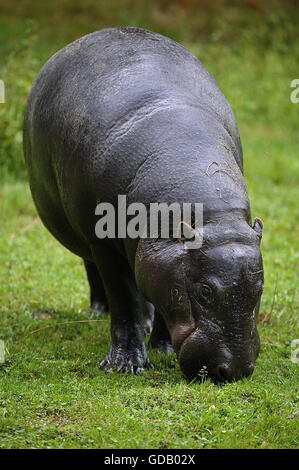Pygmy Hippopotamus or Choeropsis liberiensis eating food from the ...
