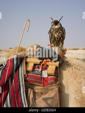 Hooded falcons perched on a camel saddle, Al Galayel Hunting Festival ...
