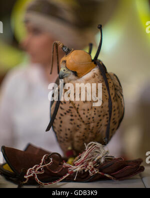 German falconer Laura Wrede. Training falcons north of Doha, Qatar. As ...