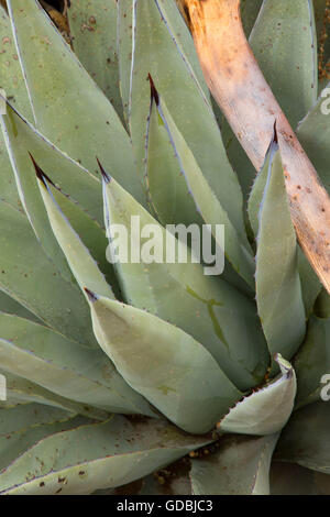 Century plant in Oak Creek Canyon from Allens Bend Trail, Coconino ...