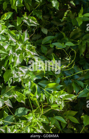 Silkvine (Periploca graeca Stock Photo - Alamy