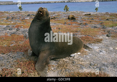 A Galapagos sea lion, Zalophus californianus wollebaeki, Espanola ...