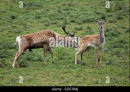 Female Mesopotamian Fallow deer (Dama mesopotamica) Photographed in ...