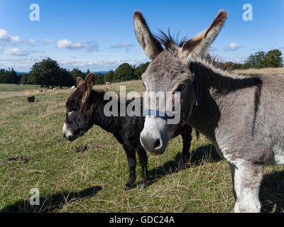 donkey on pasture Stock Photo - Alamy