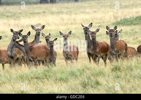 Red deer,rutting season Stock Photo - Alamy