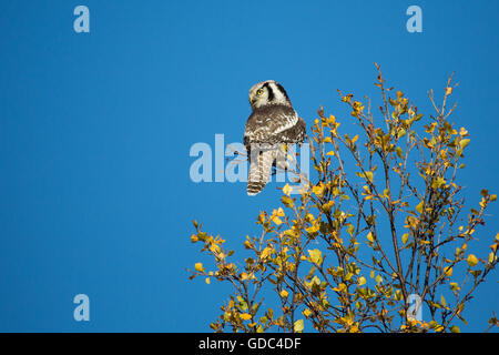 Owl,Europe,autumn,autumn colors,scenery,landscape,Lapland,Norway ...