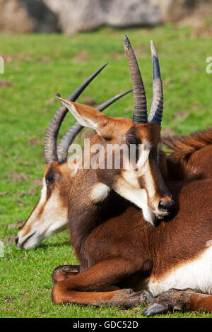 Sable antelopes (Hippotragus niger) on an area in the northern Kalahari ...