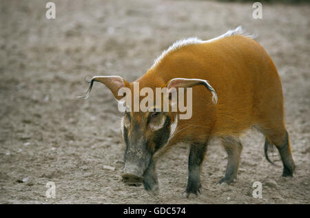 African Red river hog (Potamochoerus porcus), also known as the bush ...