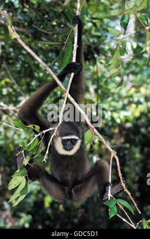 Muller's Gibbon, hylobates muelleri, Adult hanging from Branch, Borneo ...