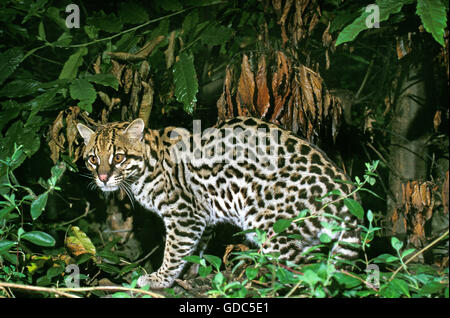 Ocelot (Felis pardalis), side view Stock Photo - Alamy