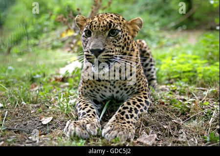 Leopard (Panthera pardus kotiya) is lying on a big rock in Yala ...