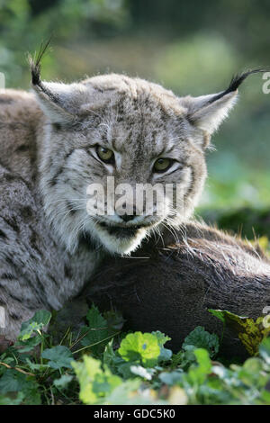 European Lynx, felis lynx, Adult with a Kill, a Roe Deer Stock Photo ...