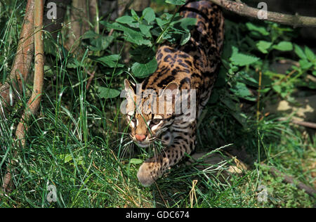 Ocelot (Leopardus pardalis, Felis pardalis), adult male on a tree ...