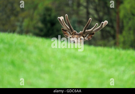 red deer stag in spring Stock Photo - Alamy