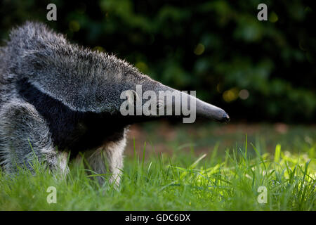 giant anteater (Myrmecophaga tridactyla), female anteater carrying her ...