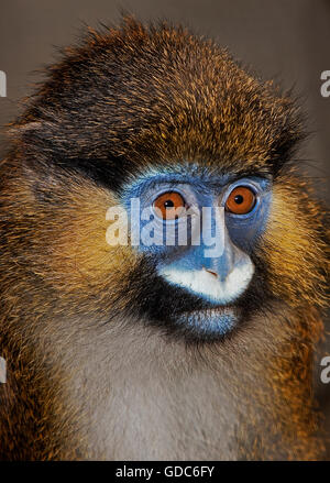Mustached Guenon (Cercopithecus cephus Stock Photo - Alamy
