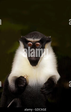 A Portrait view of a Diana Monkey in the jungles of West Africa, Sierra ...