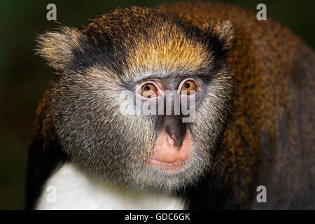 HEAD CLOSE-UP OF CAMPBELL'S MONKEY cercopithecus campbelli Stock Photo ...