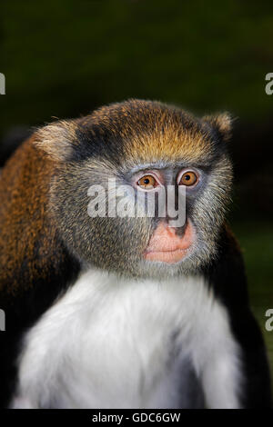 CAMPBELL'S MONKEY cercopithecus campbelli, ADULT Stock Photo - Alamy