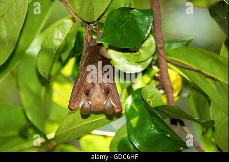 Peter's Epauletted Fruit Bat (Epomophorus crypturus) flying, Gorongosa ...