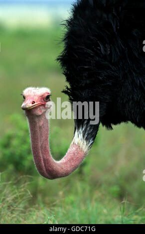 An adult ostrich (Struthio camelus) on a background of green grass. It ...