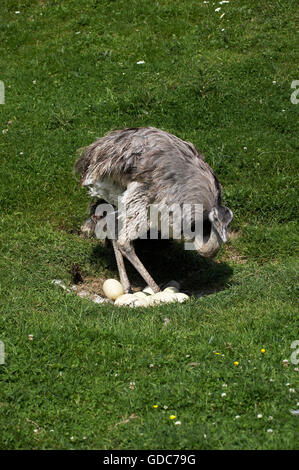 Greater Rhea (Rhea americana) eggs in nest, Pantanal, Brazil Stock ...