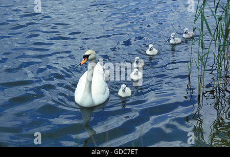 Mute swan (Cygnus olor) swimming with chicks, Hesse, Germany Stock ...