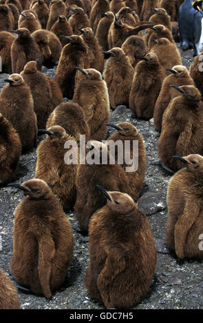 King penguin (Aptenodytes patagonicus) and chick. The chick is covered ...