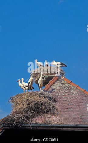 White Stork, ciconia ciconia, Group of Adults standing on Nest, on the ...